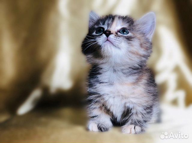Эксклюзивный манчкин девочка с коротким хвостиком