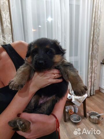 Щенки немецкой овчарки