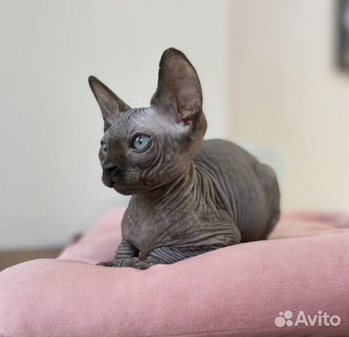 Канадский сфинкс девочка