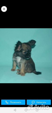 Чихуахуа мини