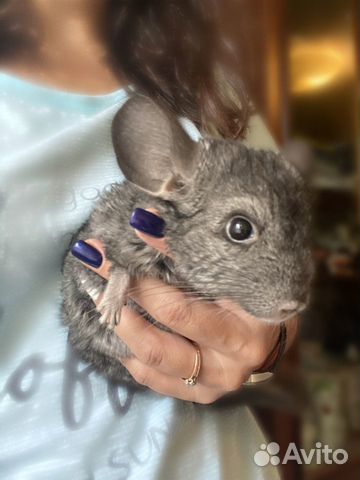 Шиншилла девочка стандарт