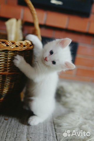 Турецкая Ангора