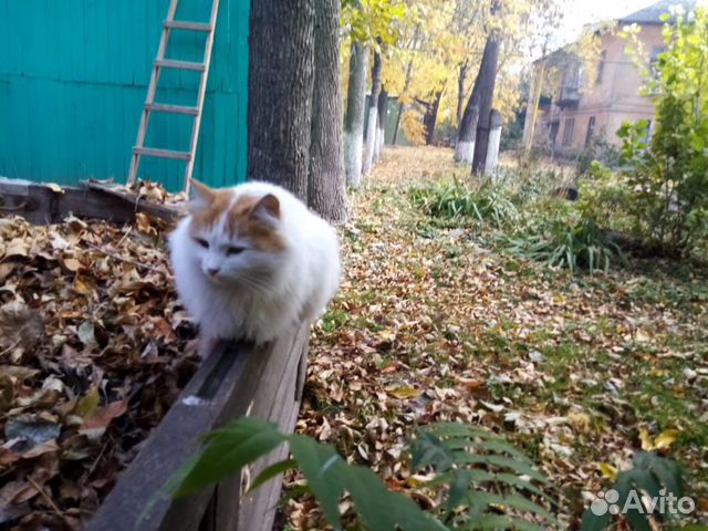 Кошка-Ванская