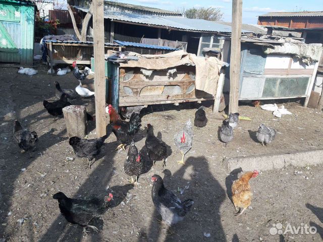 Продаю молодых петухов