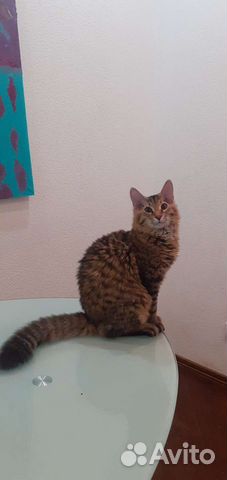 Рыжий кот котёнок