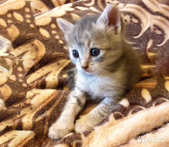 Миниатюрный котенок (девочка 1.5 мес) ищет дом
