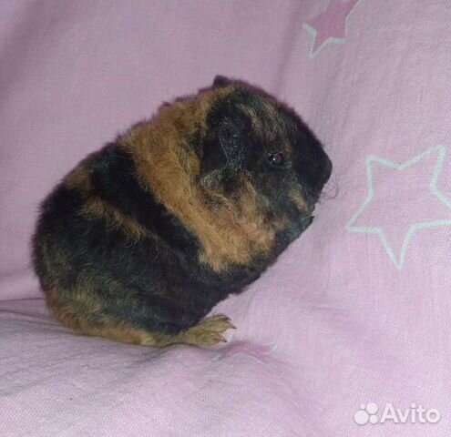 Американский Тедди