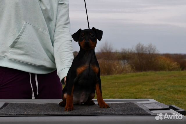 Пинчеренок толстенький ребенок