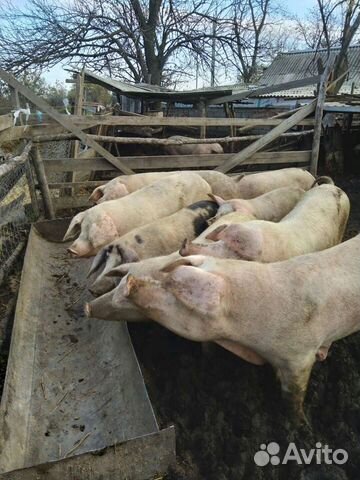 Свиноматки супоросные