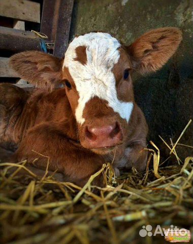 Бычок крупный