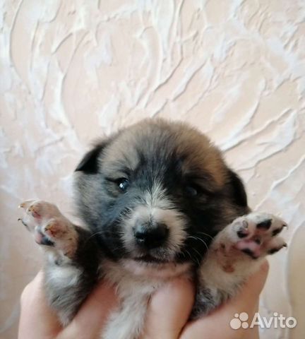 Щеночки