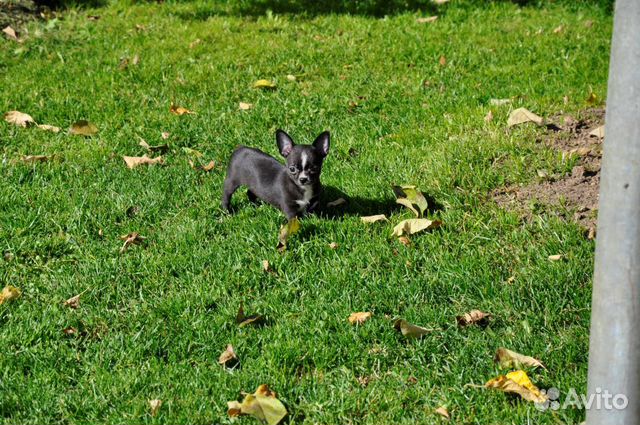 Крошечка хаврошечка