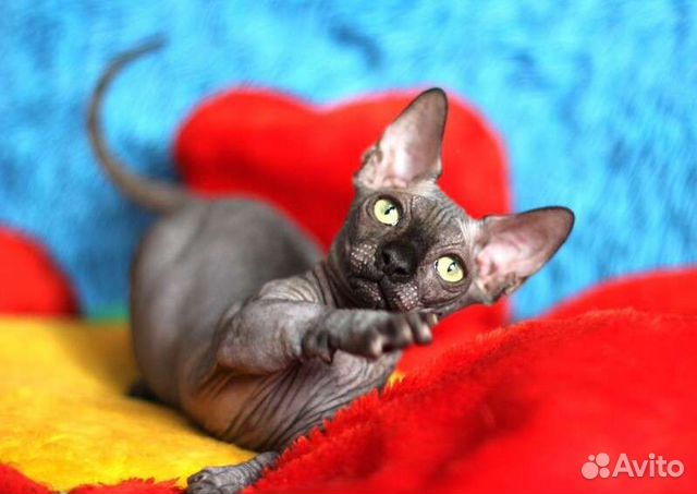 Котенок бамбино