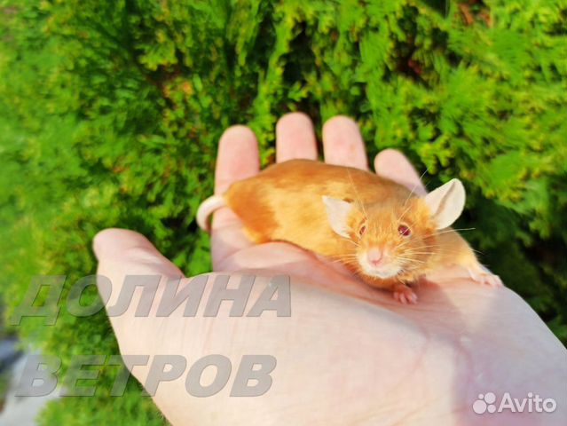 Яркие мышата от импортных производителей