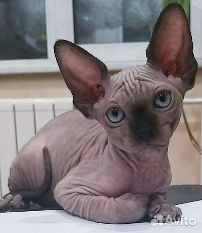 Канадский сфинкс котенок