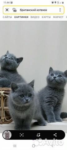 Британский котенок