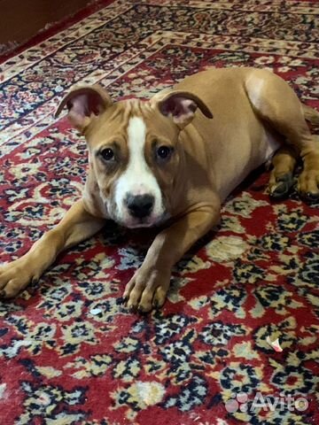 Щенки питбультерьера