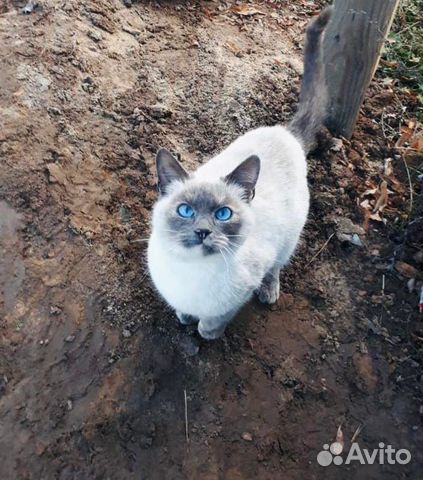 Отдам сиамскую кошку в хорошие руки. Бесплатно