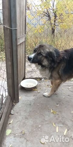 Отдам в добрые руки