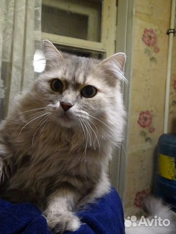 Кошка - королева в дар