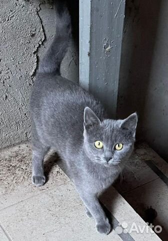Русская голубая