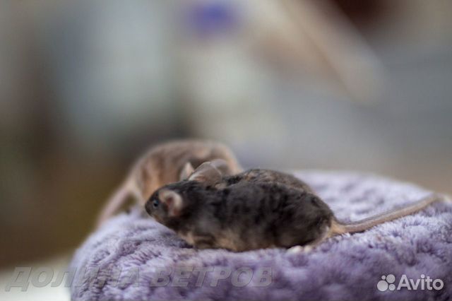 Сатиновые мышата соболи и агути