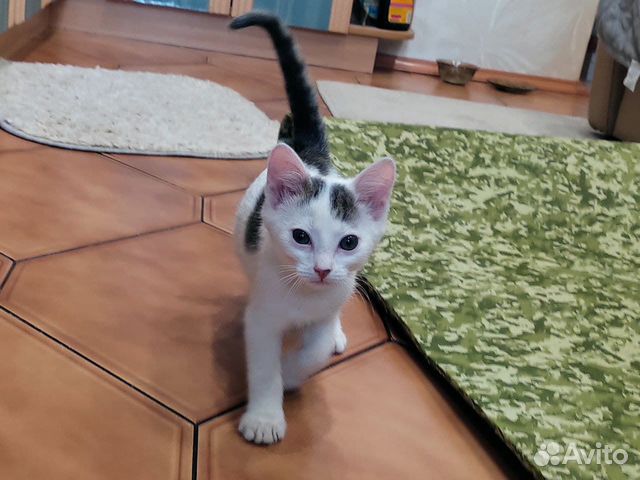 Котенок белый, г. Зеленоград