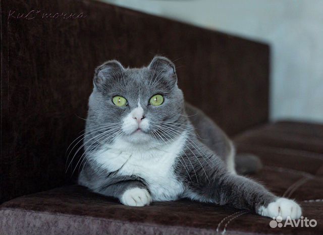 Настоящая кошка ждет хозяина