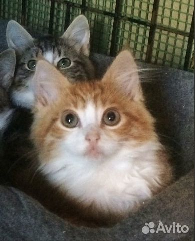 Очаровательная Злата ищет дом