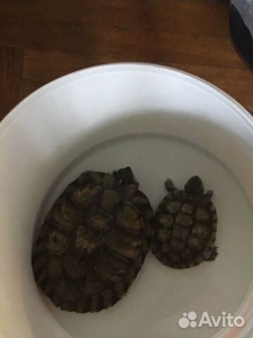 Отдаю двух красноухих черепах: мальчика и девочку