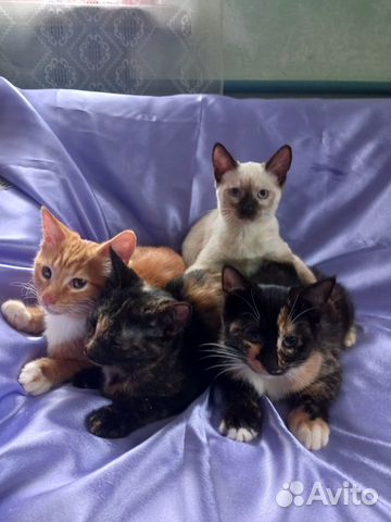 Котята в хорошие руки