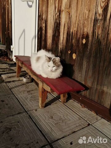 Отдадим кошечку в добрые руки