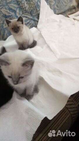 Продам сиамских котят