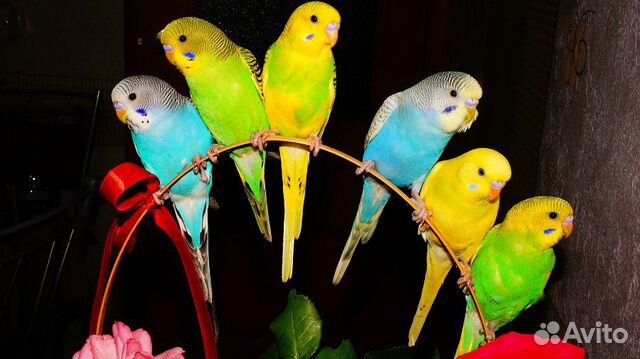Попугаи волнистые птенцы с клеткой