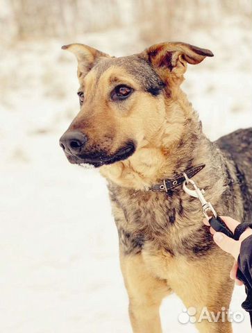 Молодая собака, дружелюбна с кошками, детьми, друг