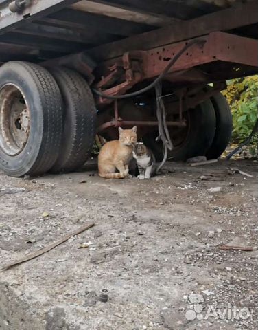 Рыжий кот и мраморный котенок