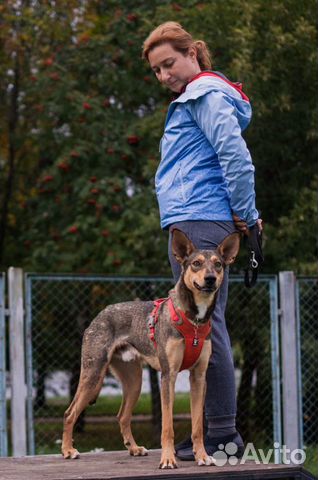 Молодой песик Вернон ищет хозяина