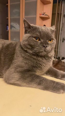 Британский кот для вязки