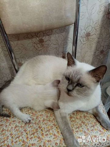 Тайские кошки бесплатно