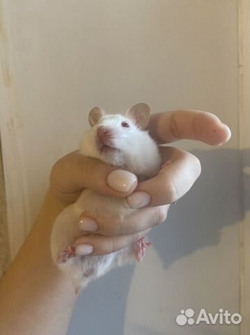 Сирийский хомяк бесплатно