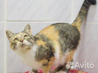 Кошечка 1год, ласковая умница