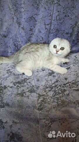 Шотландская