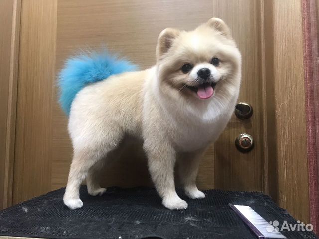 Немецкий шпиц вязка