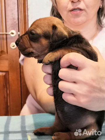 Пинчер стандартный