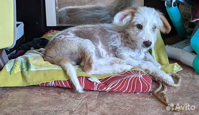 Щенок, помесь китайской холатой и спаниэля