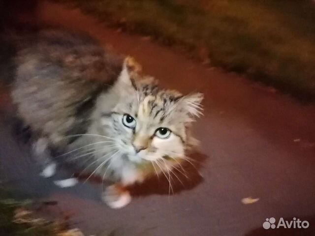 Найдена кошка в ошейнике