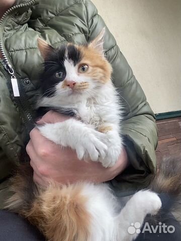 Котенок трехцветный бездомный девочка стерилизован