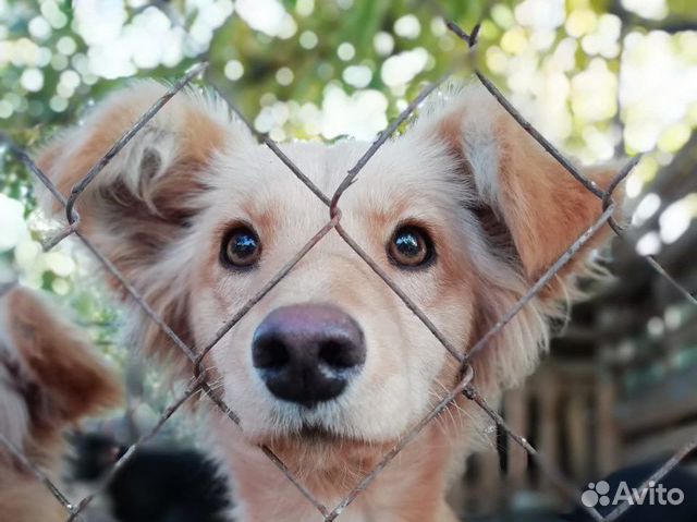 Жасмин в поисках дома