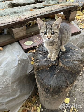 Кошечка