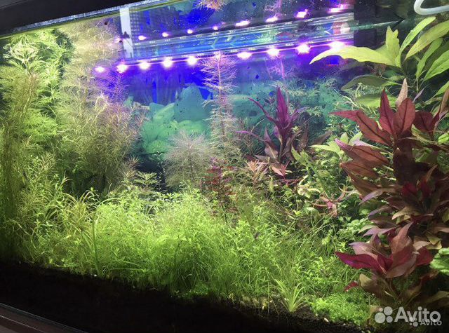 Набор растений для травника